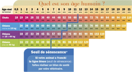 Comprendre l'age de son chien